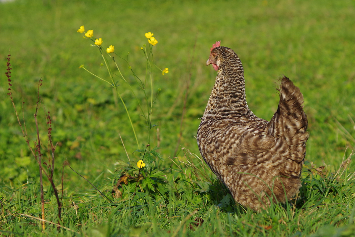 Tiere auf dem Bauernhof • Pentaxians