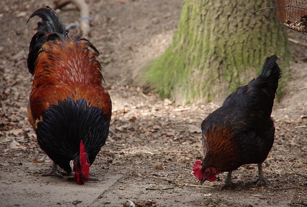 Erste Gehversuche in Tierfotografie • Pentaxians