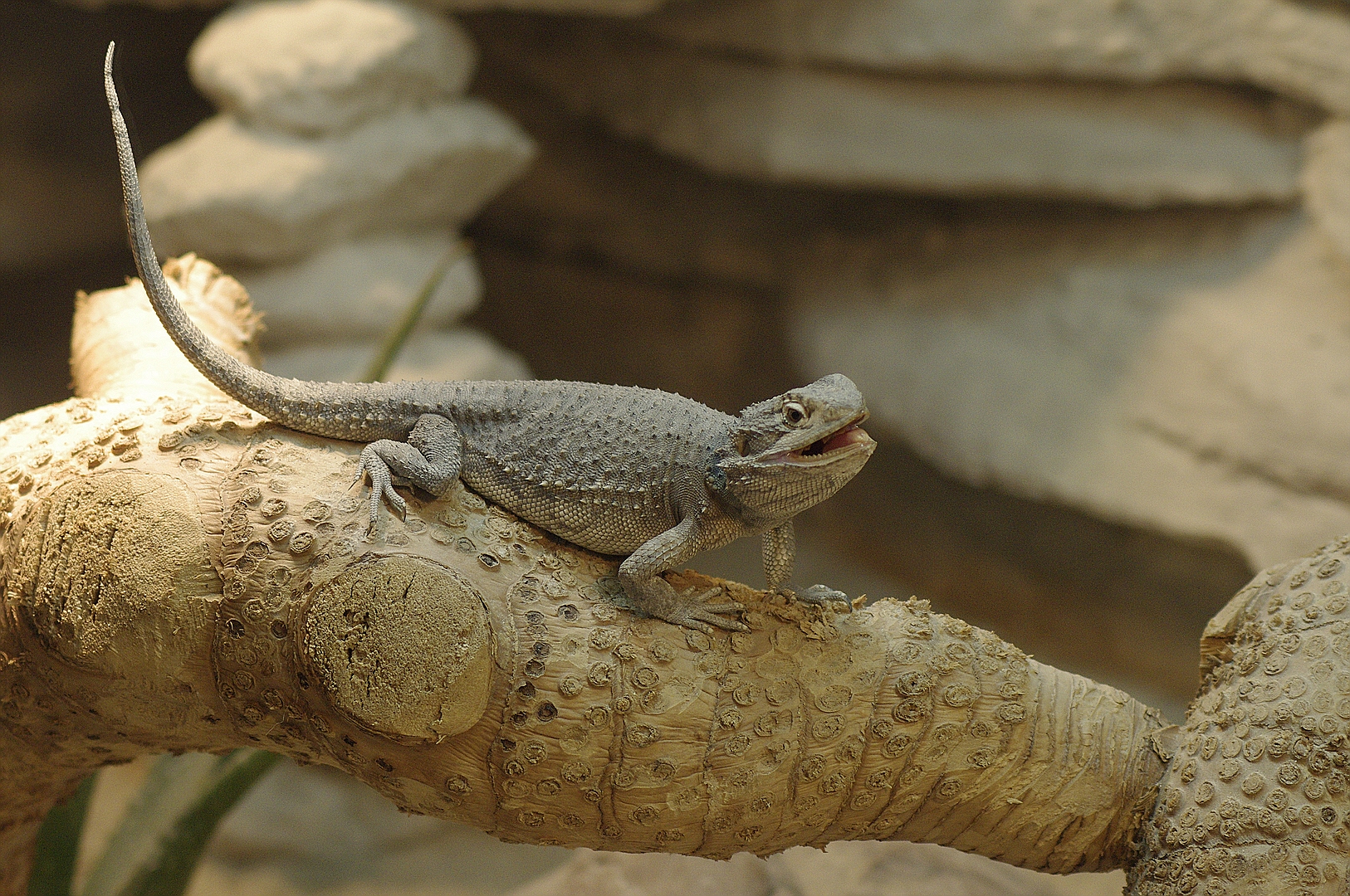 unsere Echsen • Pentaxians