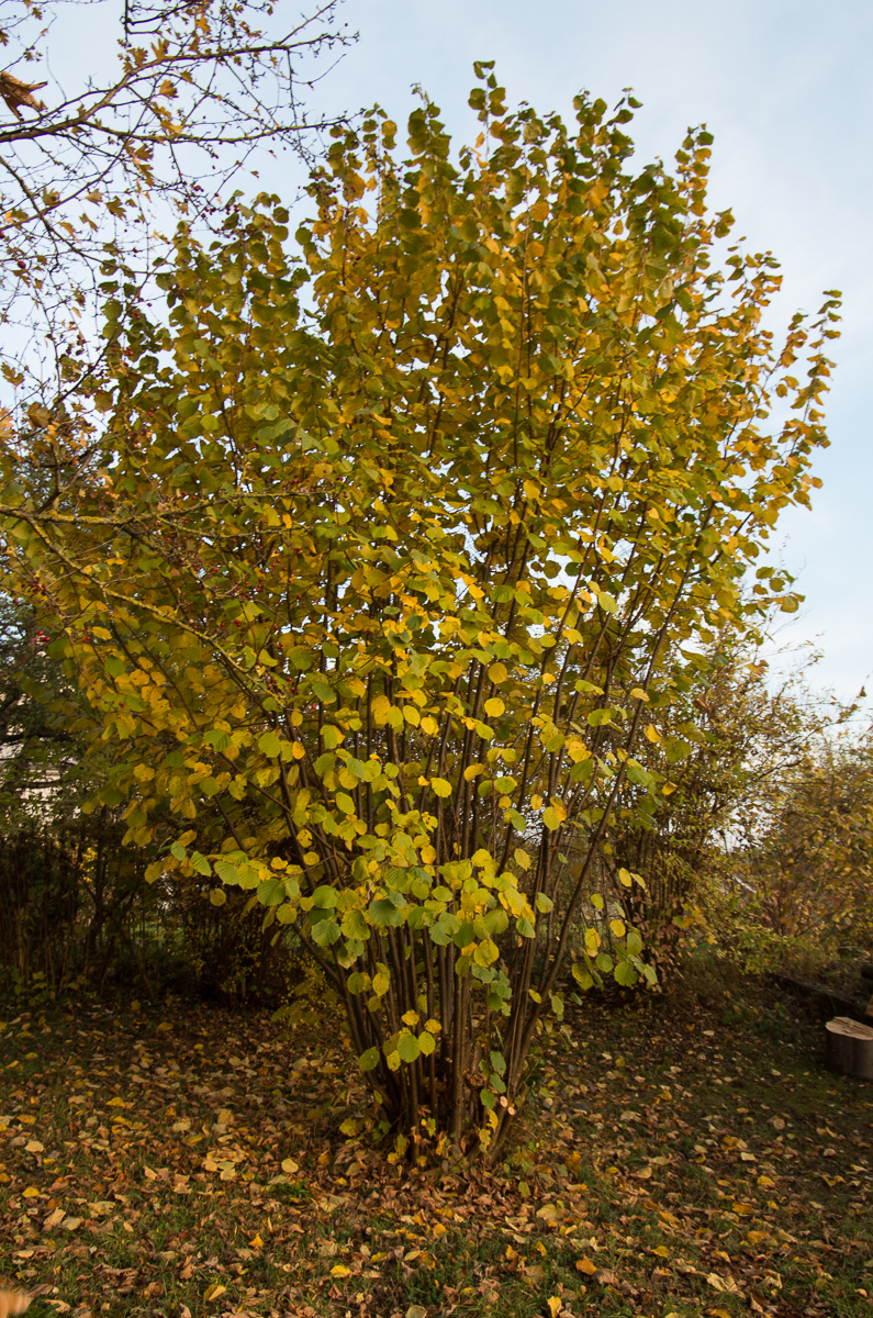 Haselnussstrauch • Pentaxians