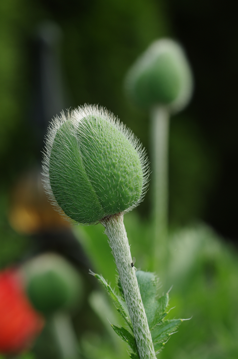 Methusalem mit dem Leica APO Makro in Daniels Garten • Pentaxians