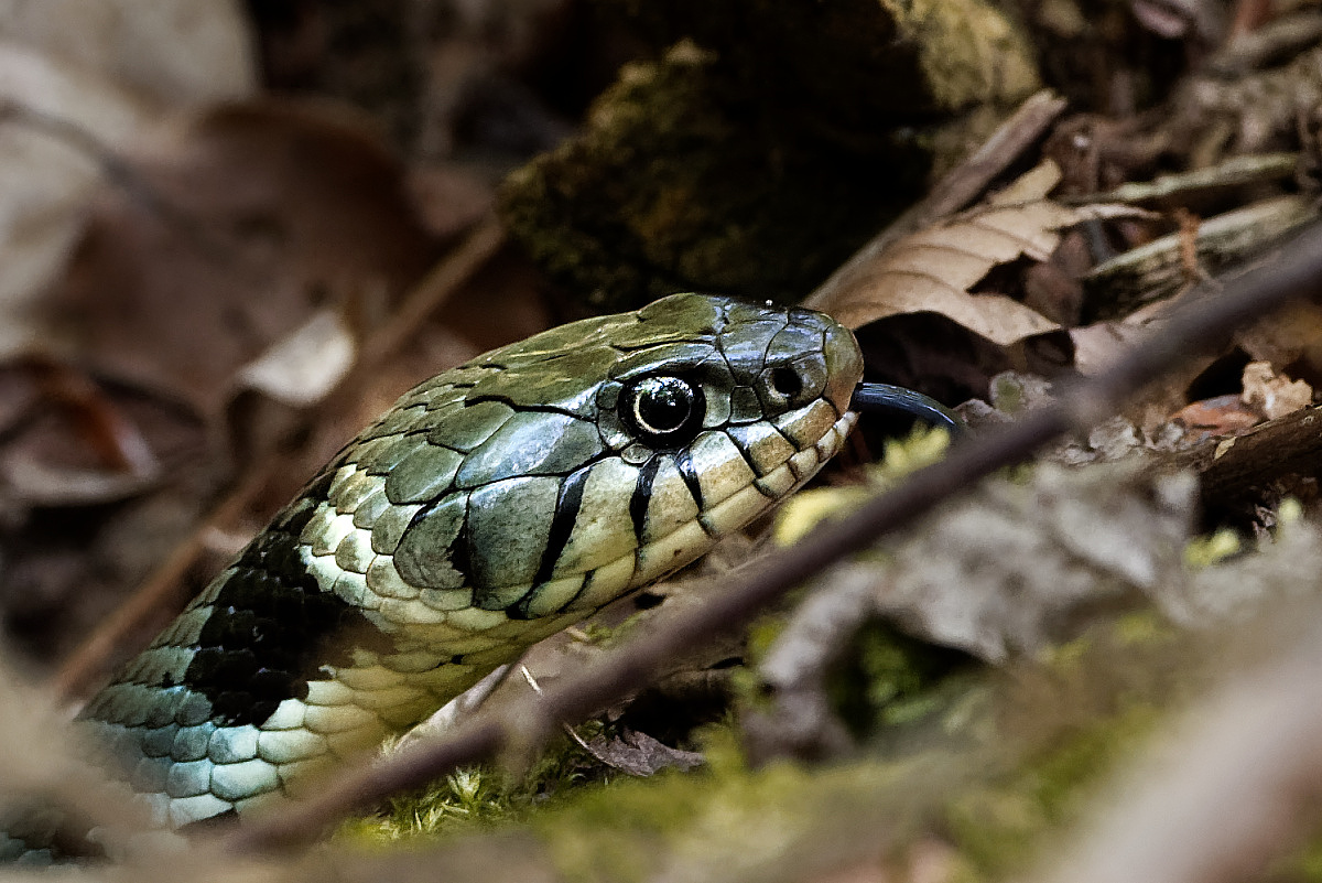 Nahaufnahmen einer Natter • Pentaxians