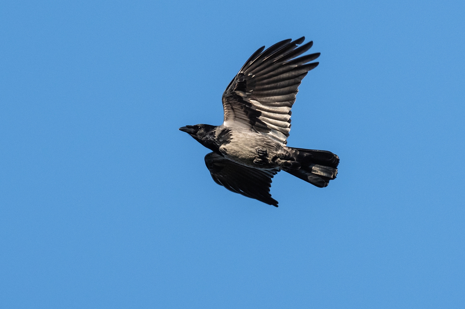 Rudi der Rabe • Pentaxians