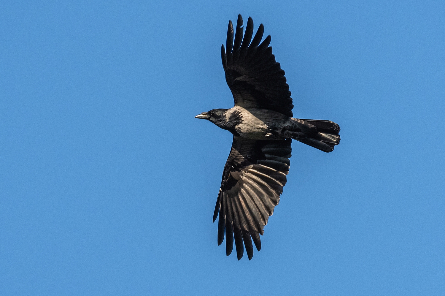 Rudi der Rabe • Pentaxians