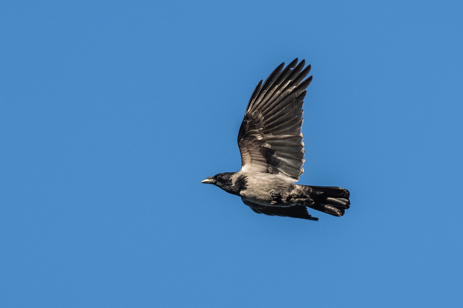 Rudi der Rabe • Pentaxians