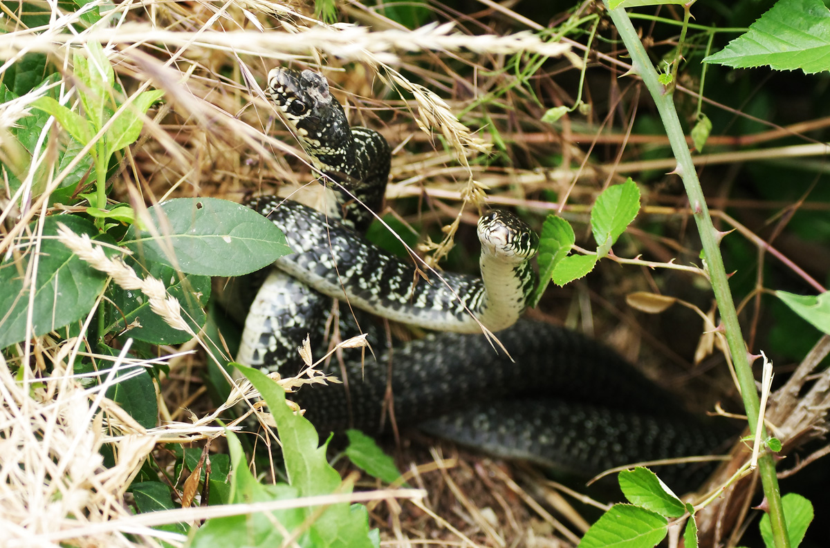 Gelbgrüne Zornnatter Kommentkampf • Pentaxians