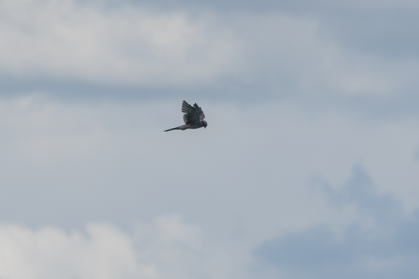 Turm, Falke, Donnervogel • Pentaxians