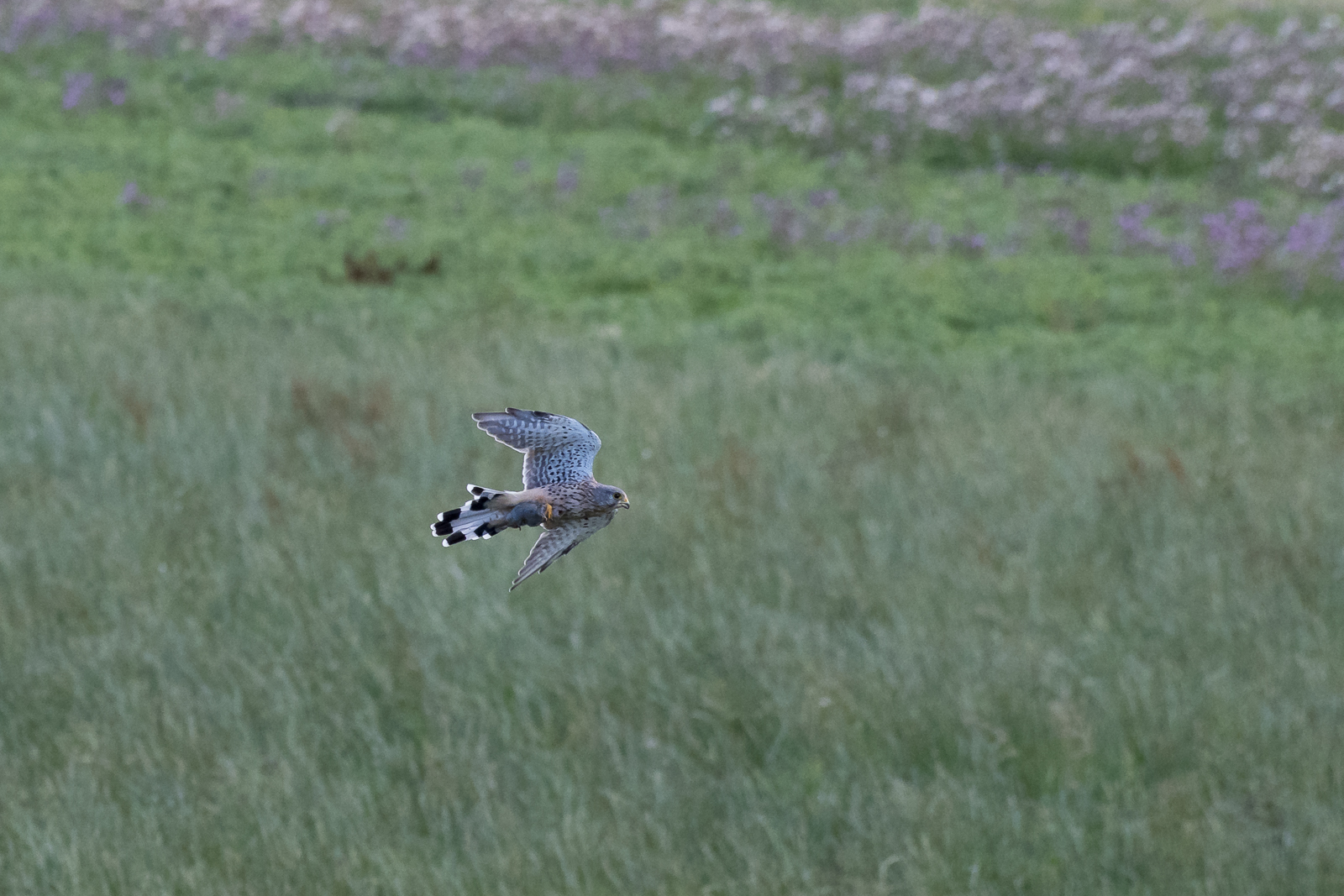 Turm, Falke, Donnervogel • Pentaxians