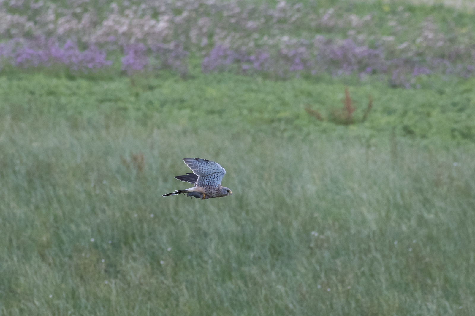Turm, Falke, Donnervogel • Pentaxians